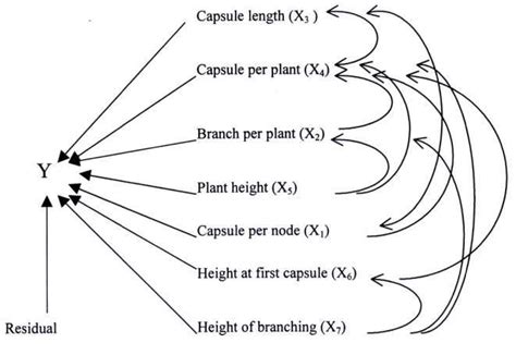 sequential path diagram for yield and some characters in sesame the