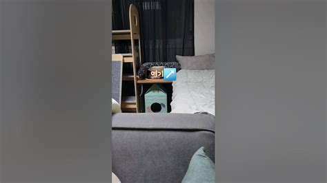 고양이와의교감 중요한이유🙂‍↔️ Catvlog 똑냥이 고양이 Catstory 고양이일상 Kitten 토깽이랑아깽이랑 Youtube