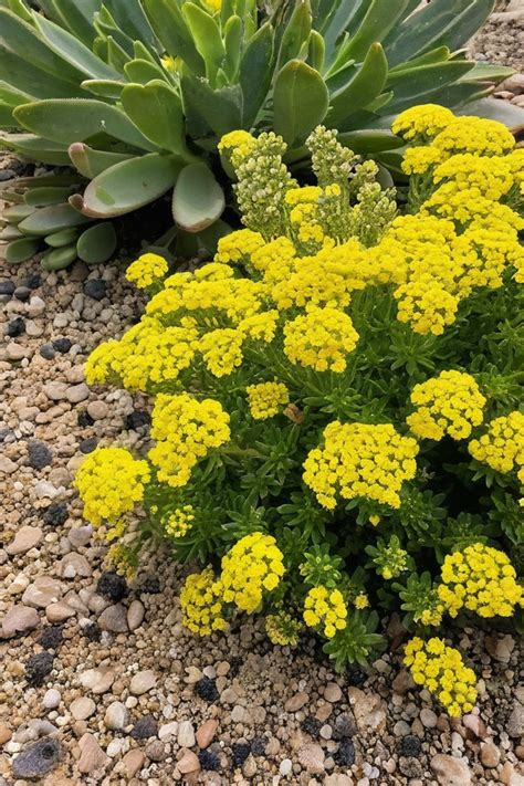 9 Drought Tolerant Ground Cover Plants For Desert