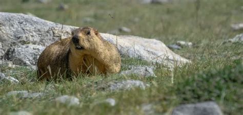 What Snow Leopards Really Eat To Survive In The Worlds Highest