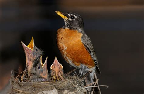 American Robin Colors And Types