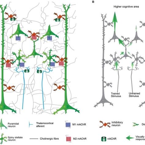 Schematic Representation Of The Primary Visual Cortex V1 And Its Download Scientific Diagram