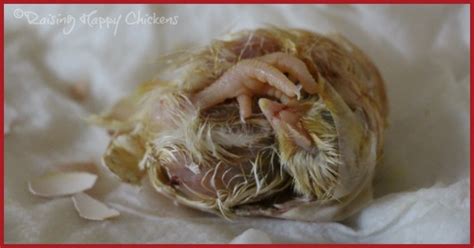 Hatching Chicks 10 Most Common Questions Answered