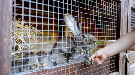 Are Rabbits Rodents The Facts On Rabbit Classification Everbreed