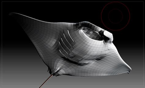 Manta Rays Fly On Behance