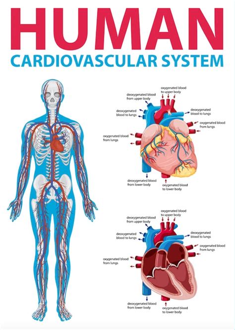 Cardiovascular System Diagram Labeled