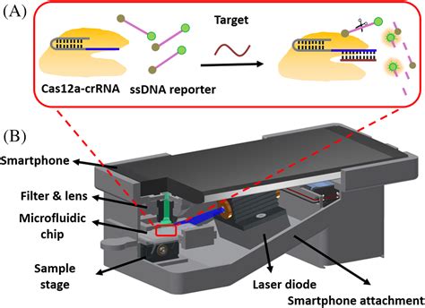 Coupling Smartphone And Crispr Cas12a For Digital And Multiplexed Nucleic Acid Detection Yu