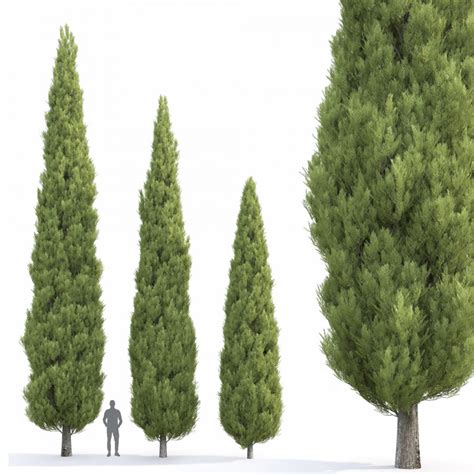 Cupressus 01 3d Model For Vray Corona
