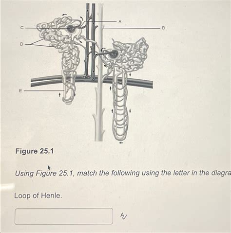 solved figure 25 1using figure 25 1 ﻿match the following