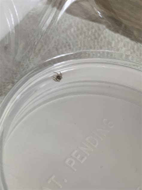 Found My Cat Trying To Eat This Tiny Spooder Rspiders