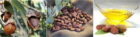 Tips For Buying Screw Press Or Set Up Jojoba Oil Extraction Production