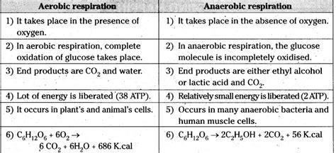 Difference Between Aerobic Respiration And Anaerobic Respiration My XXX Hot Girl