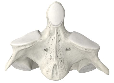 Axis Diagram Quizlet