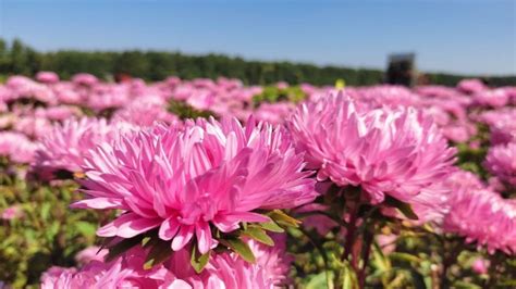 На Волині розпочався осінній фестиваль квітів ВІДЕО ФОТО Волиньpost