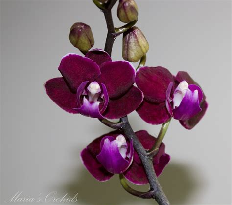 Орхидея Бургунди Мультифлора Фото – Telegraph