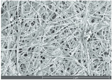 The Micro Topography Of Bacterial Cellulose Download Scientific Diagram