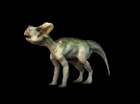 Leptoceratops Dinosaur Alive Wiki Fandom Powered By Wikia