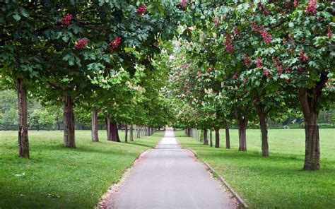 17 Best Images About Tree Covered Pathways On Pinterest Hedges