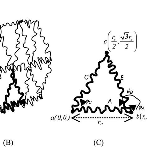 schematic of an area of the triangulated network in a… the undeformed