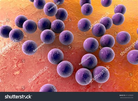 Bacteria Staphylococcus Aureus On The Surface Of Skin Or Mucous Membrane Model Of