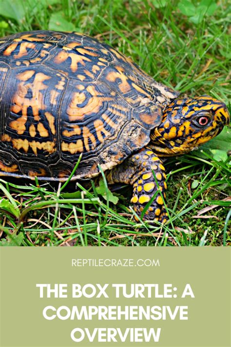 The Box Turtle A Comprehensive Overview Reptile Craze