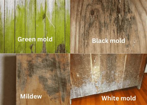 How To Remove Mold From Wood Best Step Method