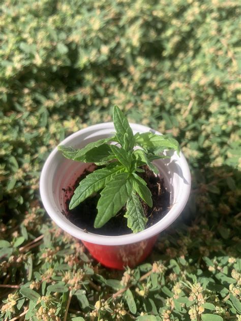 Mini Rsc Mutation R Rscgrowery