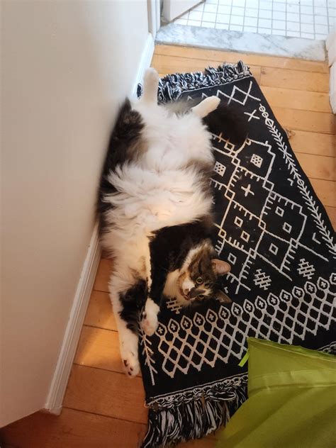 My Floofy Boy Rfloof My Floofy Boy Rfloof