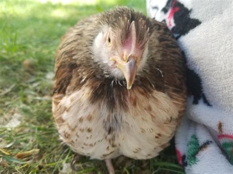 Seriously What Sex Is Ravioli 2 Month Old Salmon Faverolle R Backyardchickens