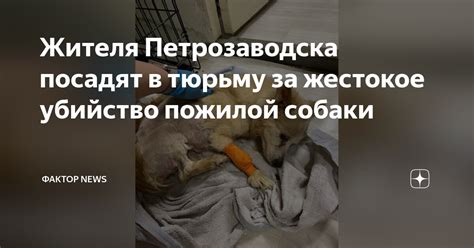 Жителя Петрозаводска посадят в тюрьму за жестокое убийство пожилой собаки Фактор News Дзен