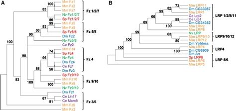 Maximum Likelihood Trees Of Fz And Arrow Receptors Sequences Are Download Scientific Diagram