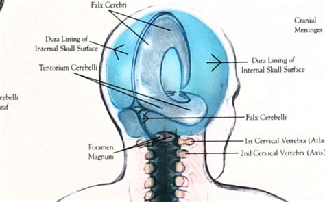 Cranial Sacral Therapy Cst By Innovative Pain Release Center Llc In