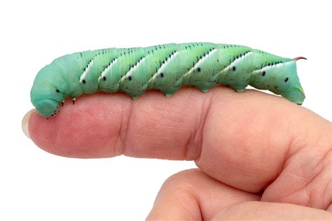 Do Green Tomato Worms Turn Into Butterflies At Everett Reynolds Blog