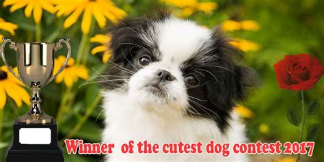Vote For Your Favourite Dog In Cutest Dog Contest 2017
