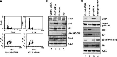 P53 Dependent Cell Cycle Arrest In Cdc7 Depleted Primary Fibroblasts