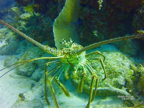 Photos Giant Stride Dive Shop