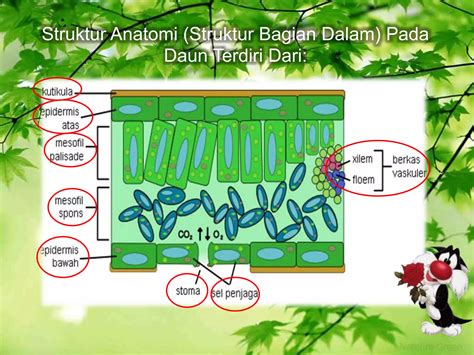 Struktur Dan Fungsi Jaringan Pada Daun Pptx