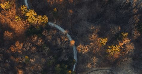Carbon Direct Announces New Buyers Guide For Sustainable Biomass
