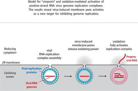 Viral Replication Discovery Could Spur New Broad Spectrum Antivirals Babe Of Medicine And