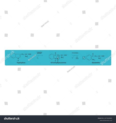 Diagram Showing Biosynthesis Kynurenine Tryptophan Via Stock Vector
