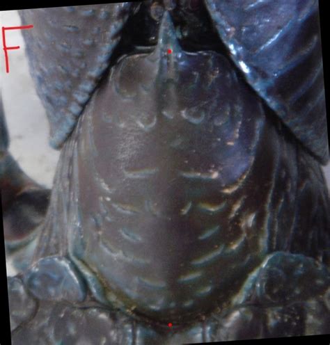 Python Rotate An Image Based On The Two Coordinates Stack Overflow