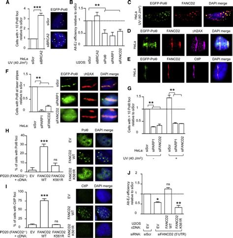 Monoubiquitinated Fancd2 Is Required For Polθ And Ctip Foci Formation