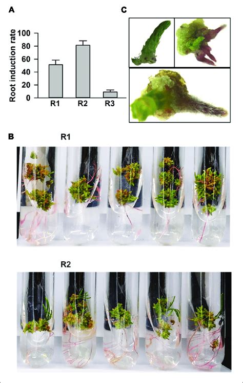 Root Regeneration Of Adventitious Buds A Root Induction Rate In Download Scientific