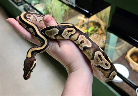 Python Regius Ball Python Normal Female Ball Python