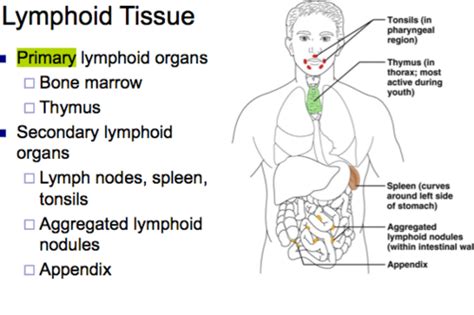 Lymphatic Sys Flashcards Quizlet Lymphatic Sys Flashcards Quizlet