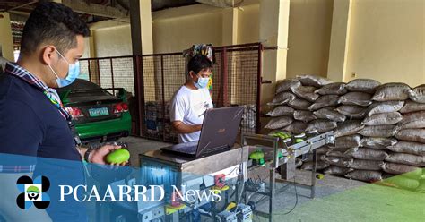 Philmech Made Mango Sorting Machine Expected To Reduce Production