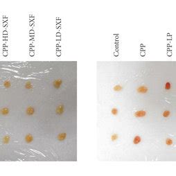 SXF Reduced The Volume Of Sex Organs In Female Rat Model With CPP A Download Scientific