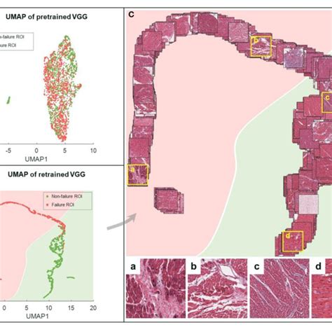 umap embeddings of the deep features obtained from vgg 19 networks