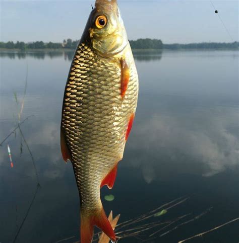 თევზის მოყვარულები On Reels