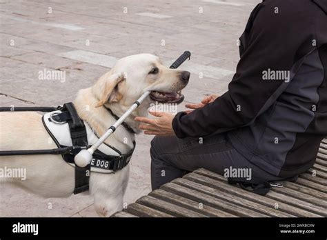 Female Instructor Training A Young Dog For A Guide Dog Blind People